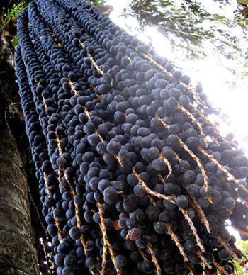 acai2 - Tambor® | A PASSION FOR Premium Açaí